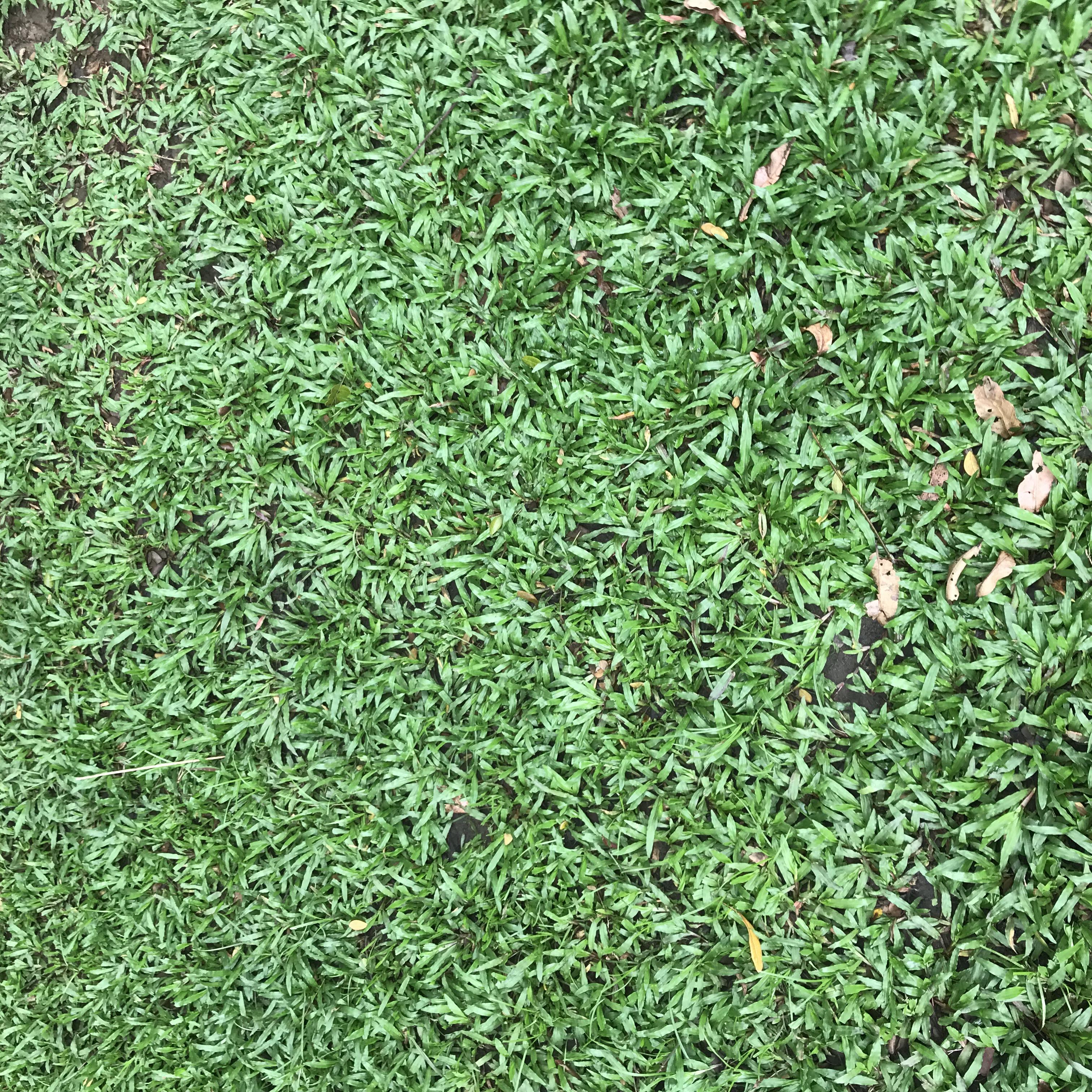 final grass Classification Dataset by sliit