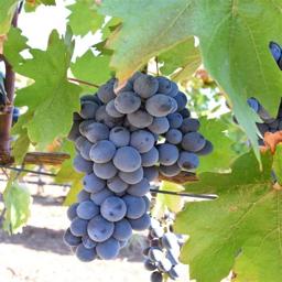 grape Object Detection Model by selcen