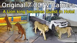 lion detection Object Detection Dataset by college