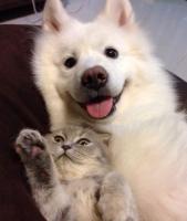 Dog Dog Dog - Roboflow Universe