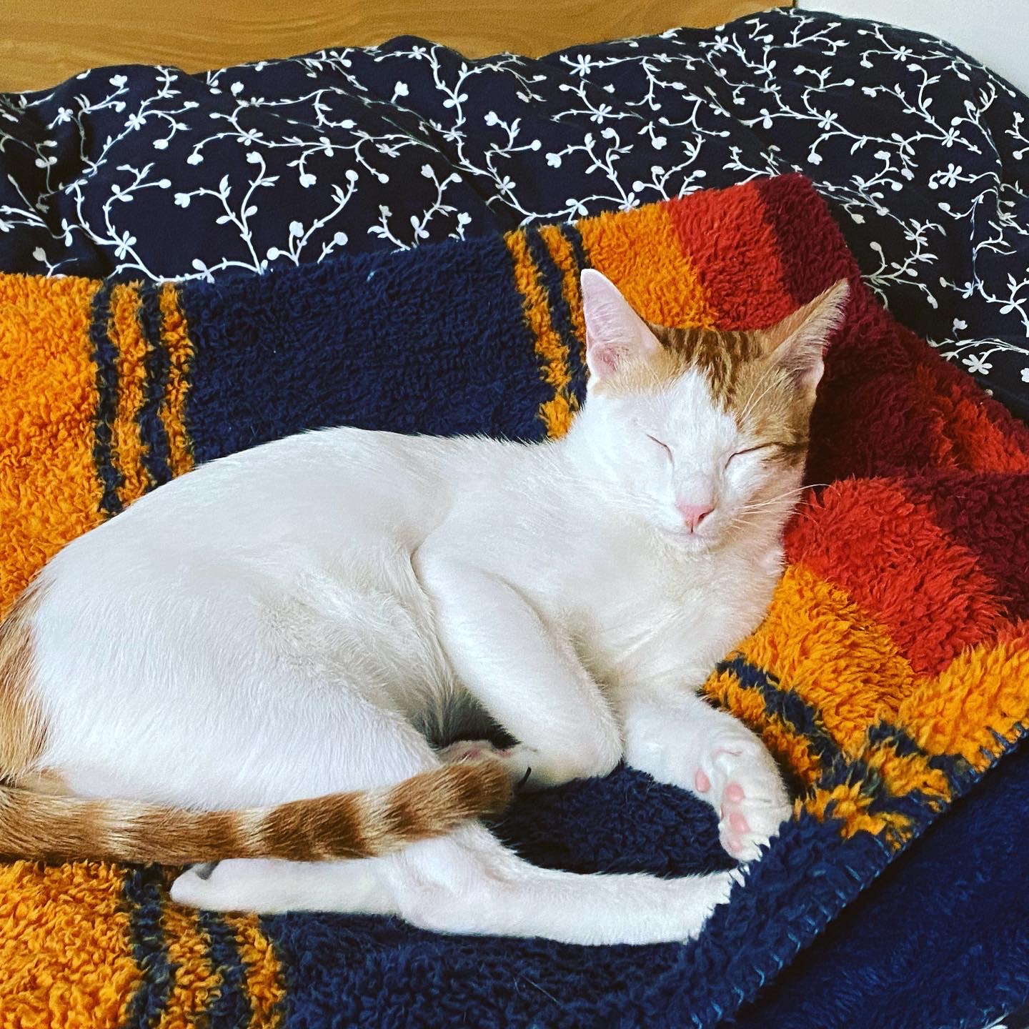 Different_cats Object Detection Dataset by Busybutlazy