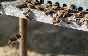 Asian Hornet Detection Object Detection Dataset by Use Case Asian ...