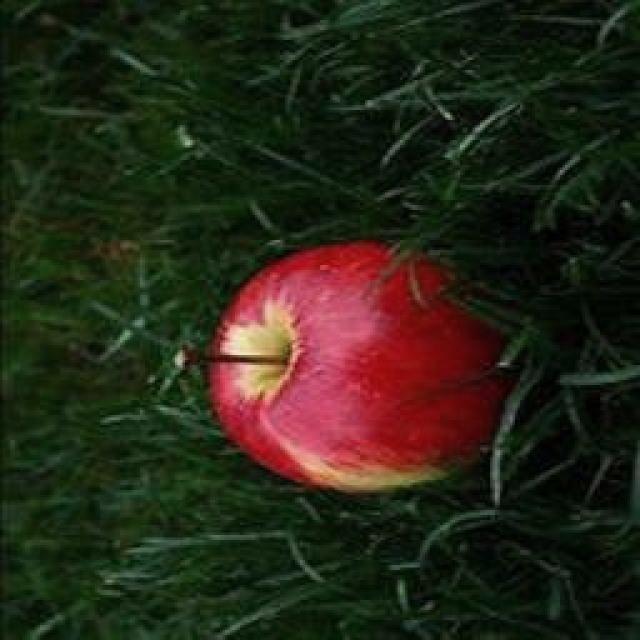 Apple Detection Object Detection Dataset by THORS WORKSPACE