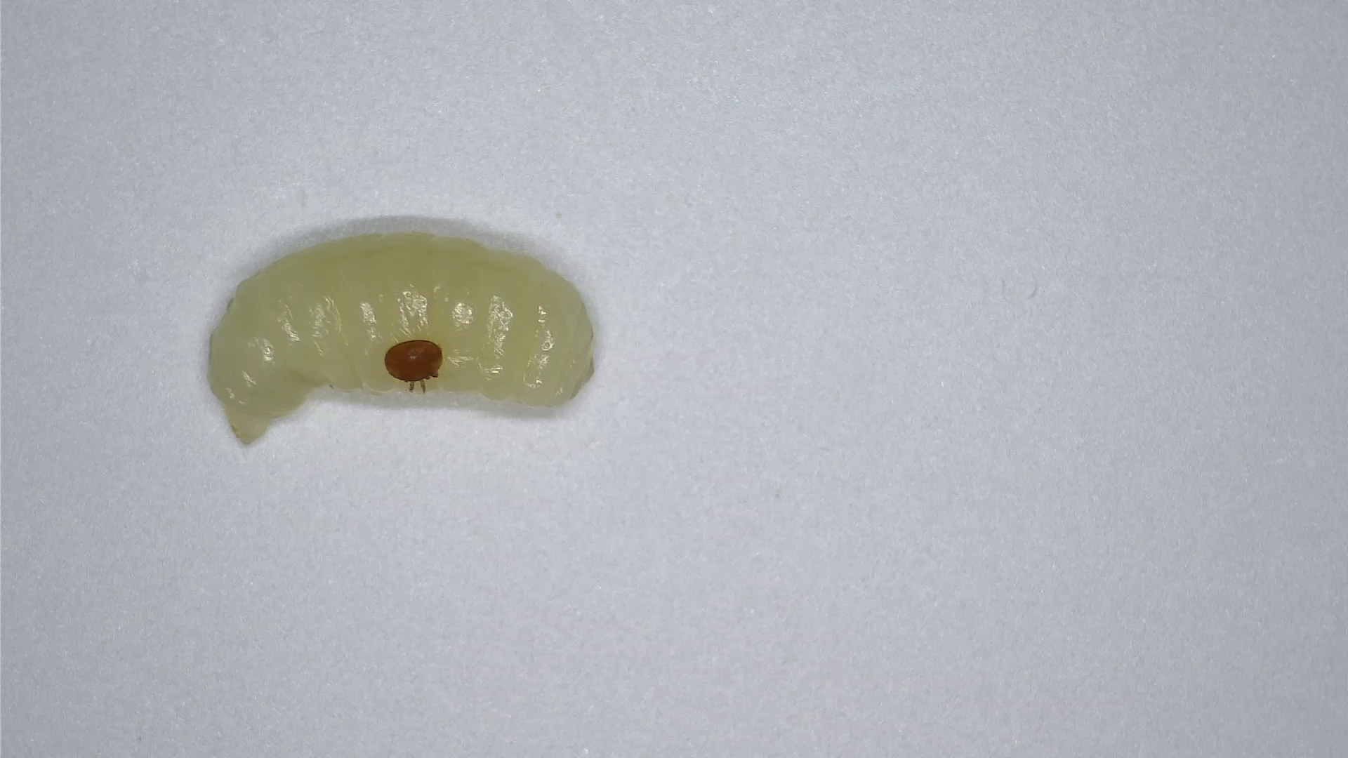varroa mite bees Object Detection Model by project-yc876