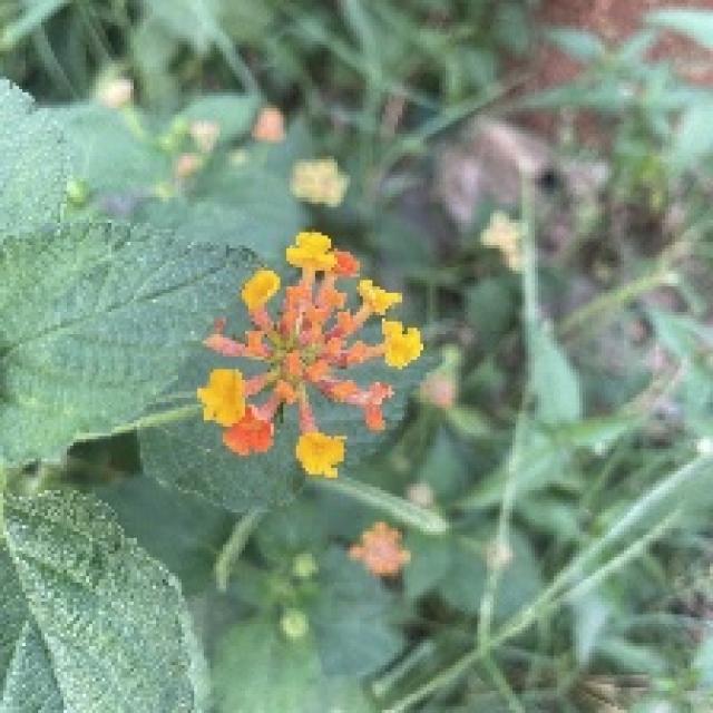 Flowers Classification Classification Dataset by my workspace