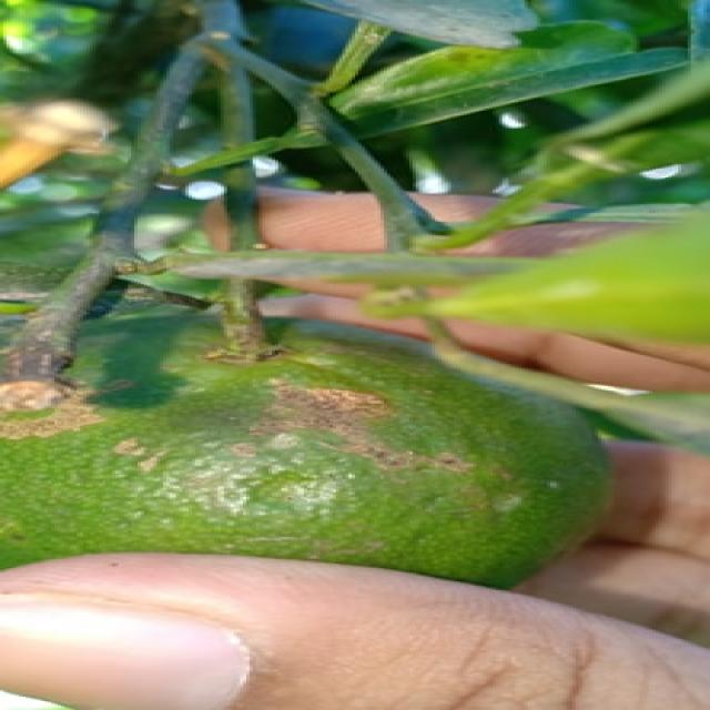 Calamansi Object Detection Model by Project