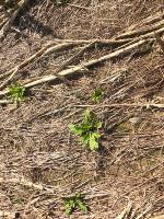 Weed_Dataset Object Detection Model by Parfait