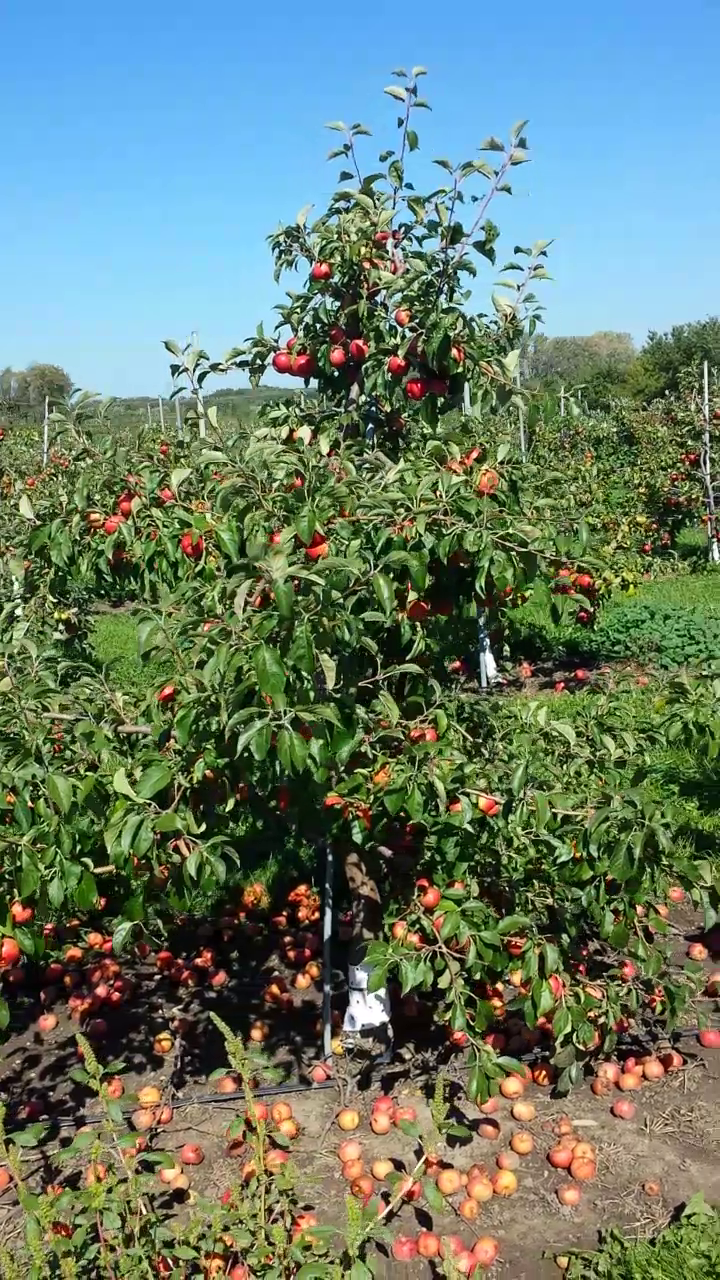 Instance Segmentation Apples Instance Segmentation Dataset by Aigritec