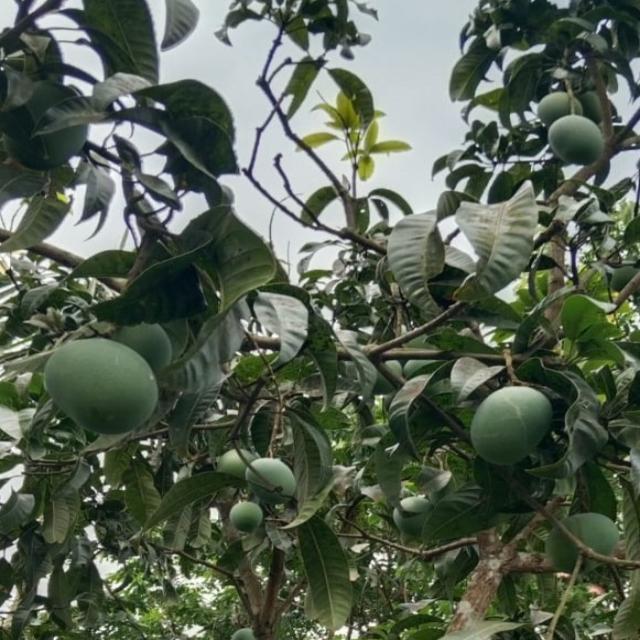 Mangoes Object Detection Dataset By Ash
