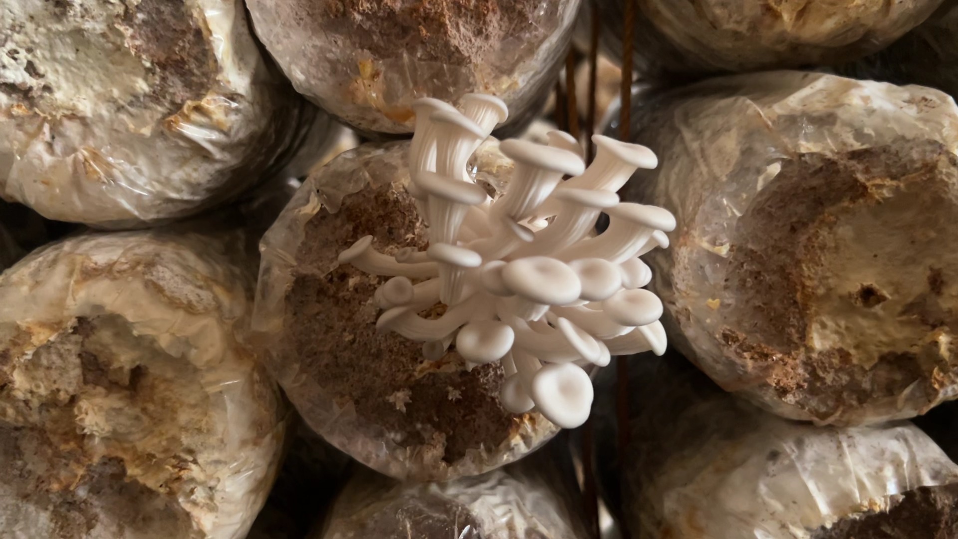 Mushroom Growth Stages Object Detection Dataset by Project Harvester