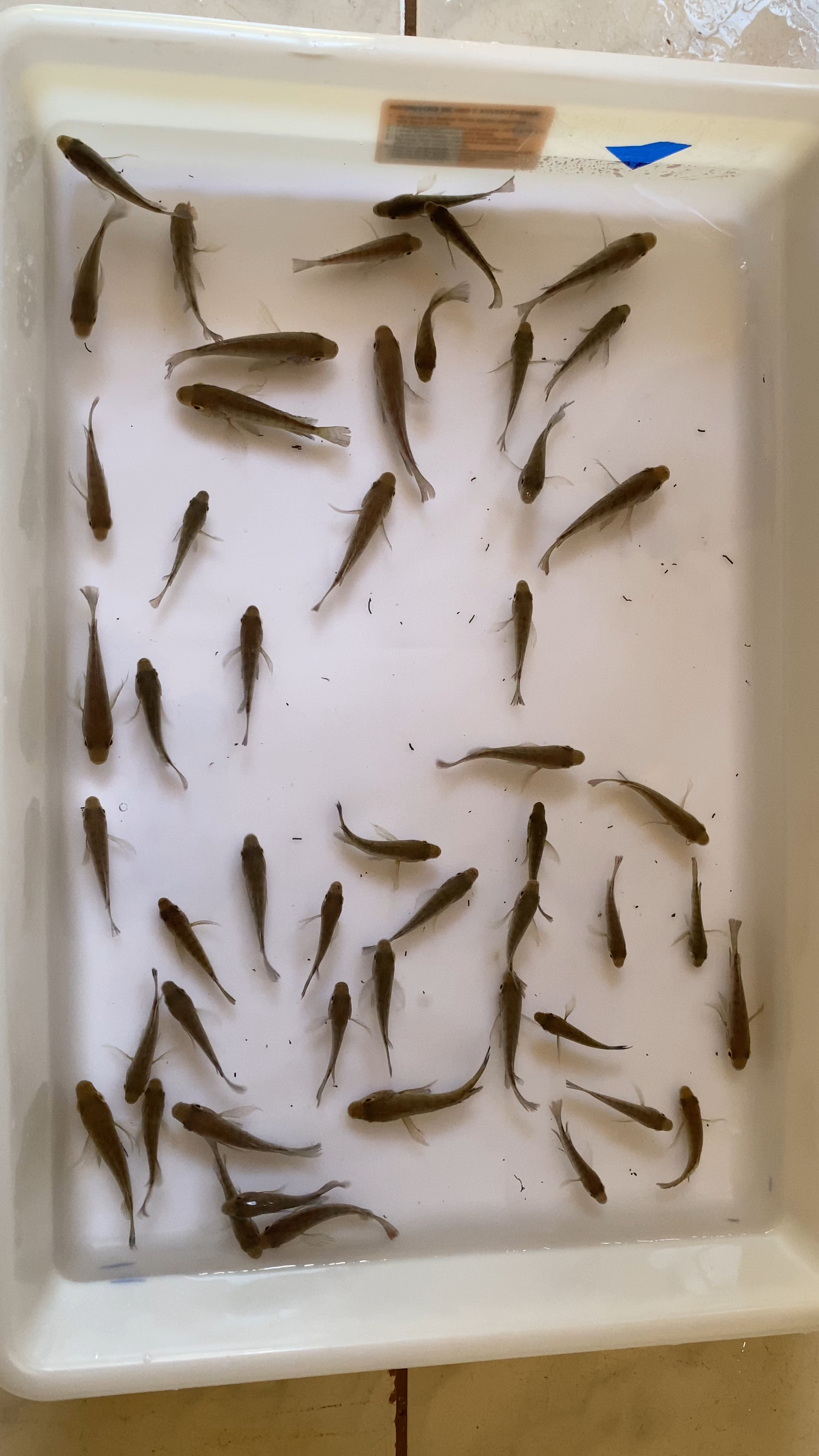 Fish 50/3 Object Detection Dataset by Fish 503