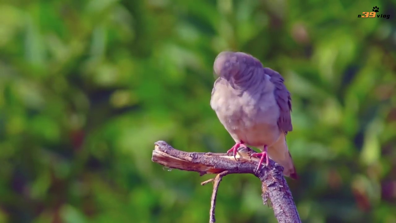 Pigeon head detector Object Detection Dataset by Tensorgrass