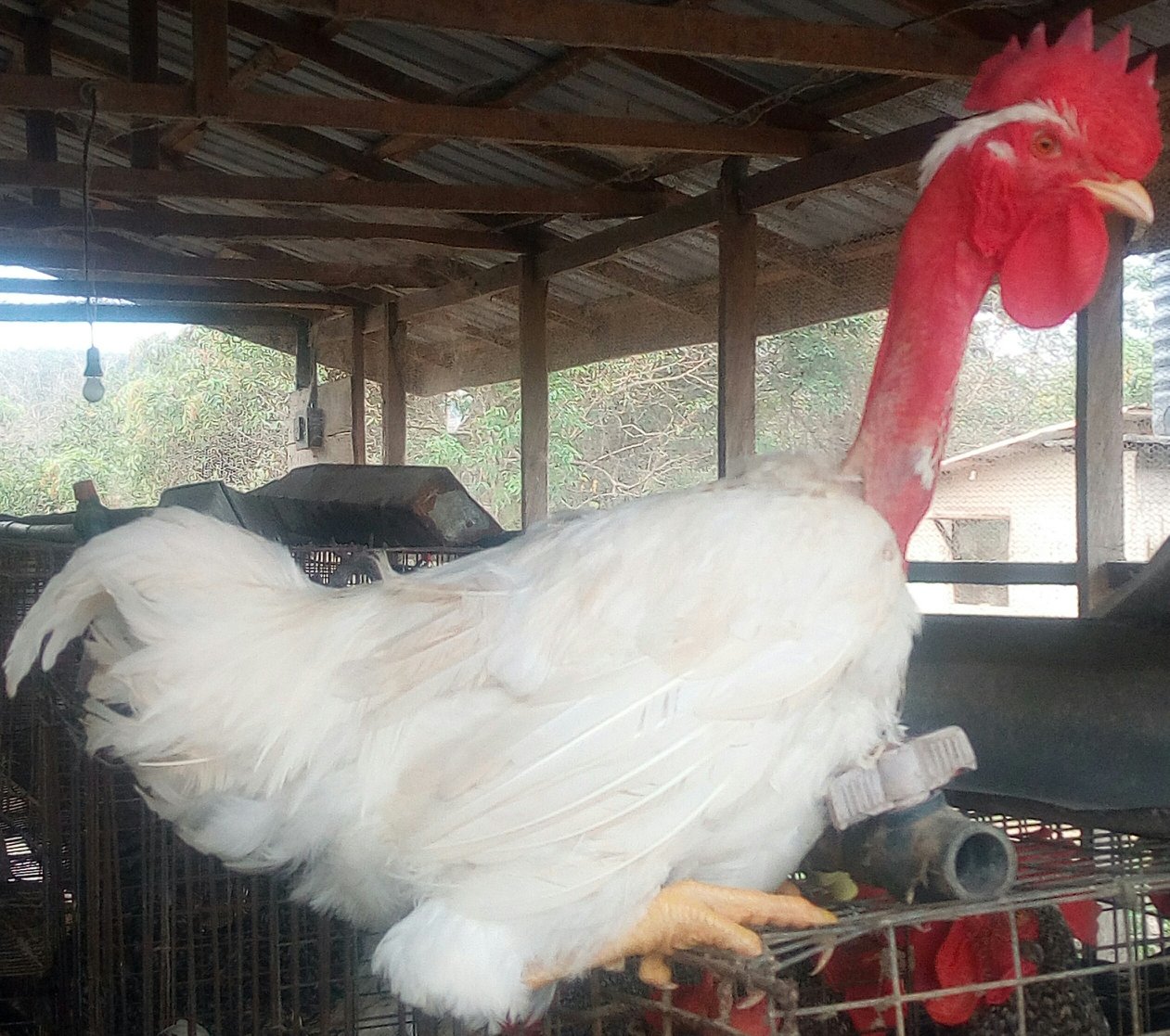 cash crops model - Roboflow Universe