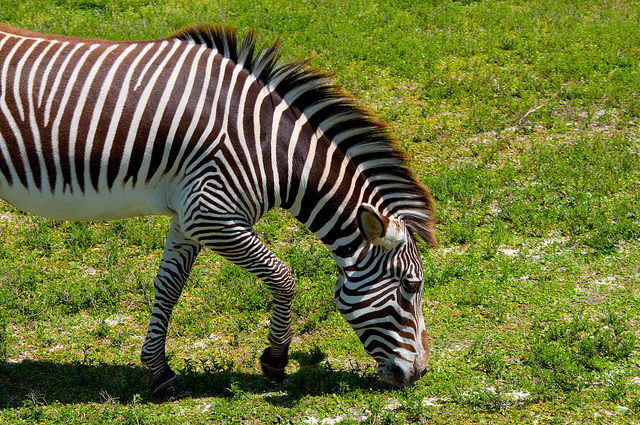 African Zebra Object Detection Dataset by cash crops model
