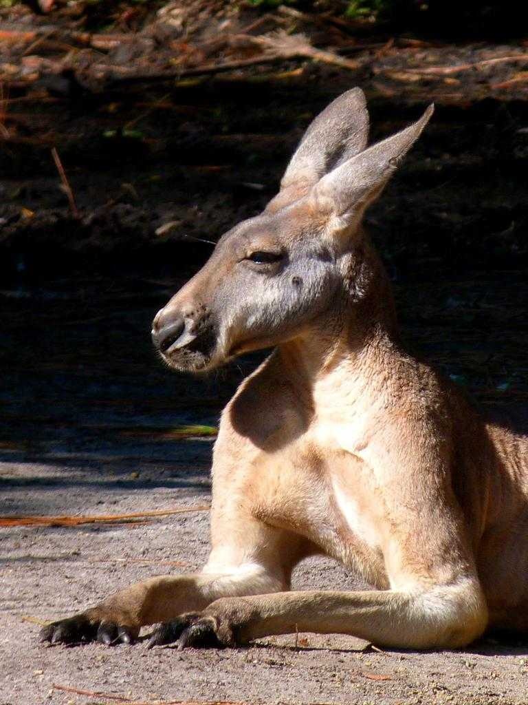 kangaroo Object Detection Dataset by Team