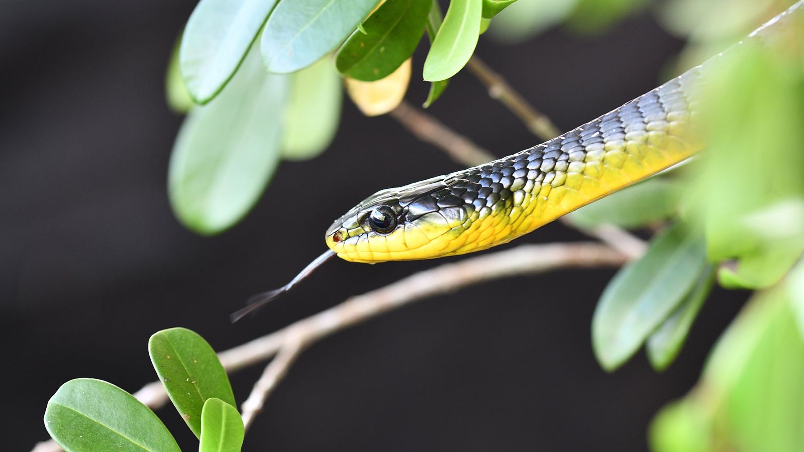 snake Object Detection Dataset by Team