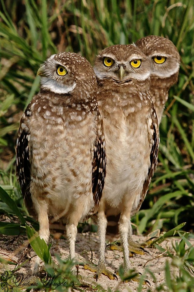 owl Object Detection Dataset by Team