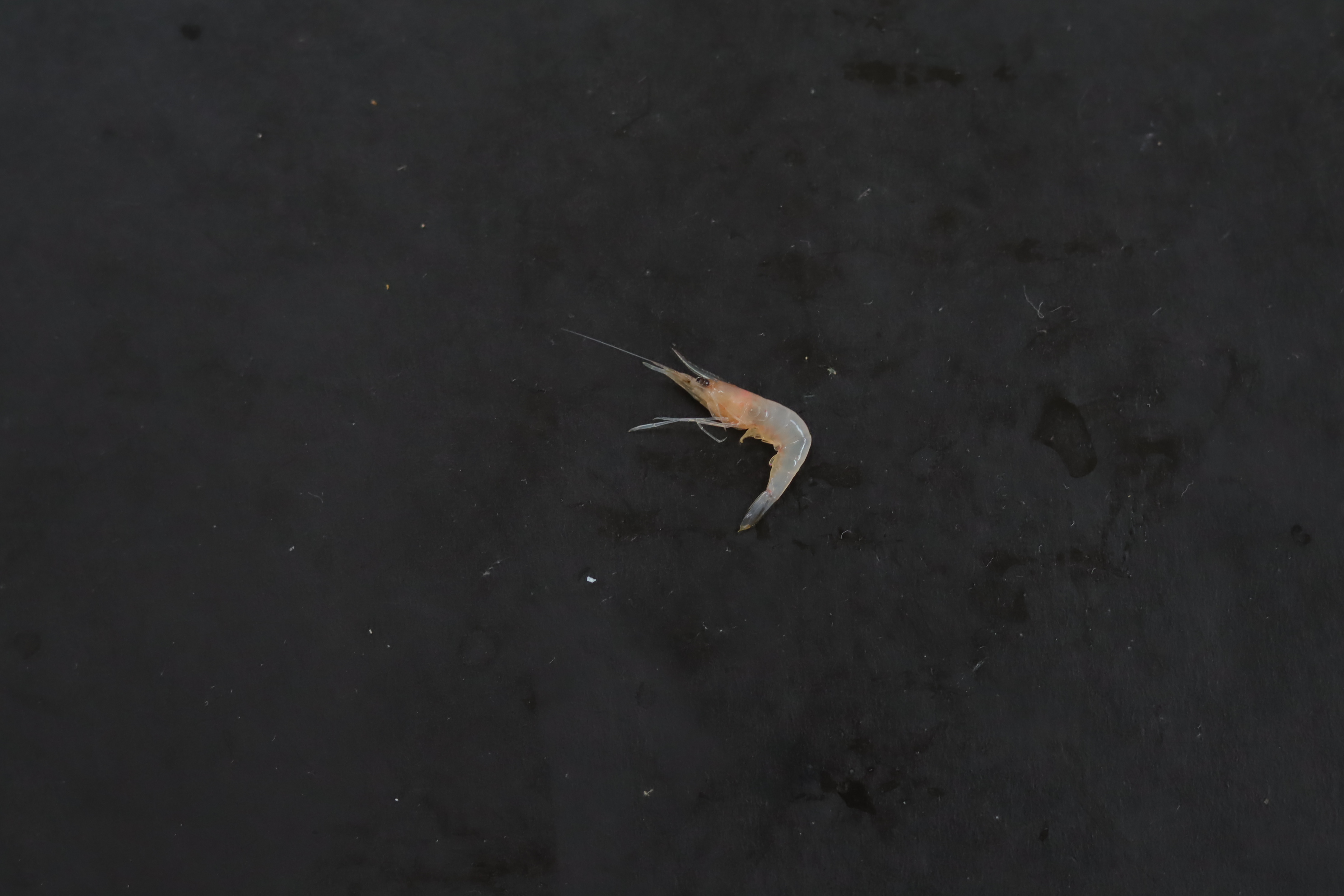 Prawns Detection Object Detection Model by Aqua Detect