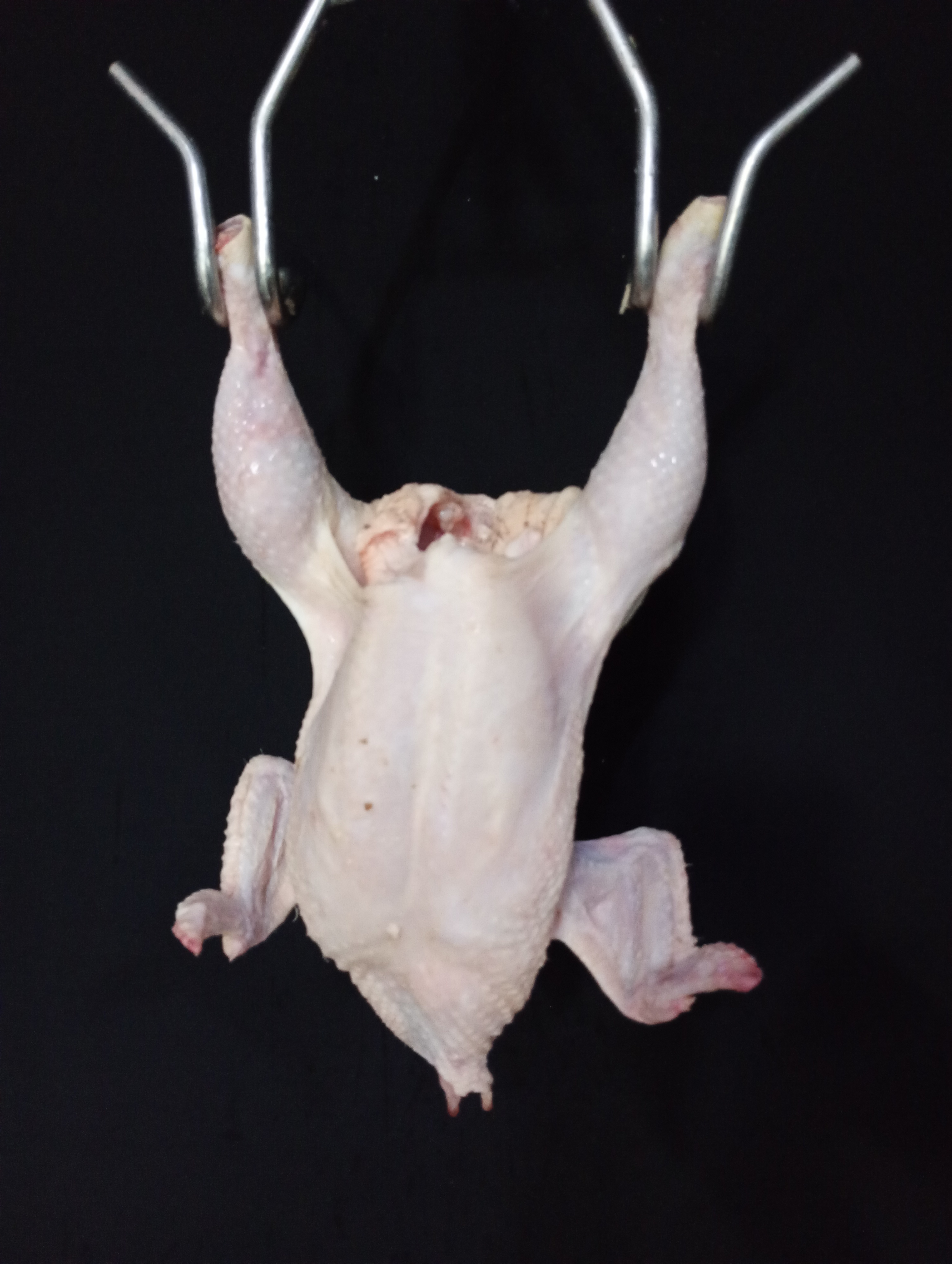 Chicken9 Object Detection Dataset By Chicken Identification