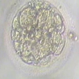 Embryo Object Detection Dataset by WCS2023