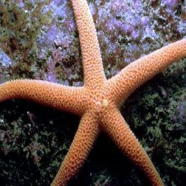 stars_fish Object Detection Dataset by cvteam