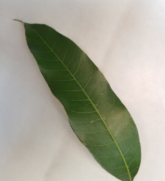 Mango Object Detection Dataset by mango