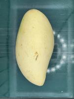 Mango (mango-i1n25) - Roboflow Universe