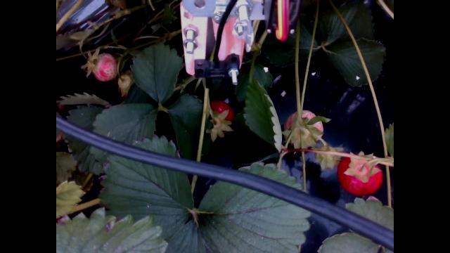 strawberry detection Object Detection Model by project