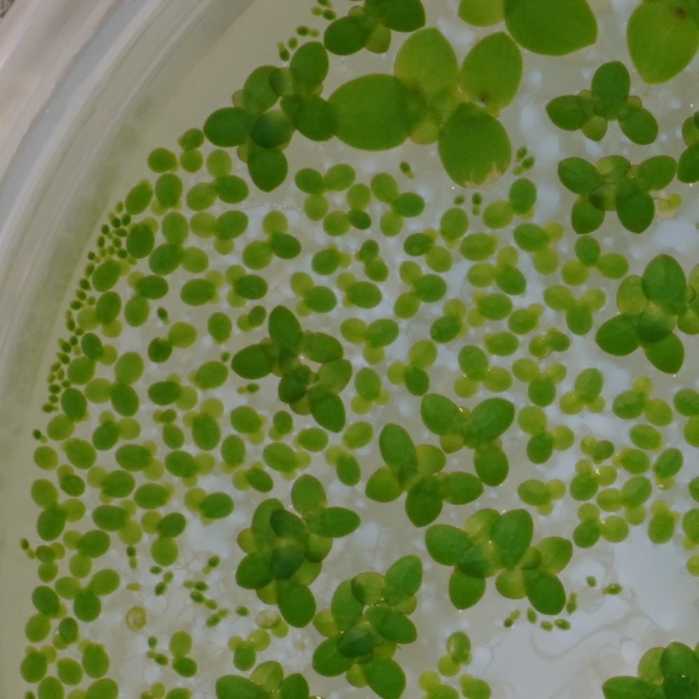 Species Id Object Detection Dataset By Duckweed