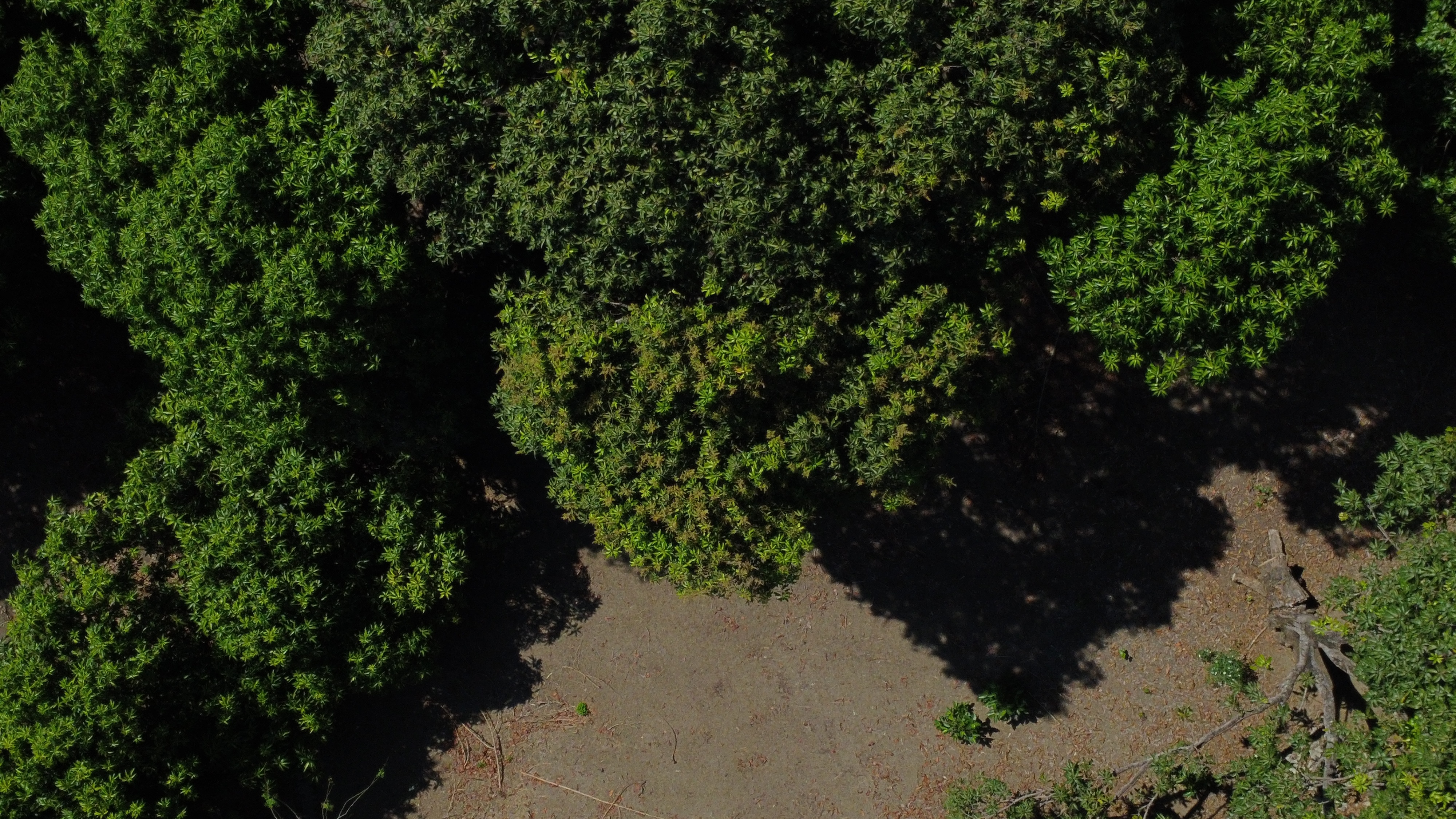 Mango Flyers - Roboflow Universe