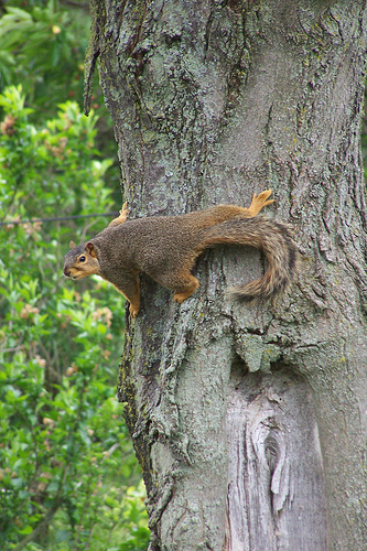 squirrel Object Detection Dataset and Pre-Trained Model by YOLO Ai