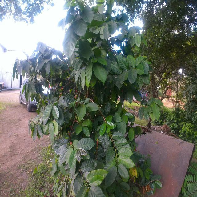 How to Use the Caso 2 Object Detection API