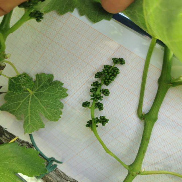 Grapevine (grapevine-mu4yd) - Roboflow Universe