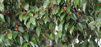 Tree Species Object Detection Model by Smart Tree Species Classification