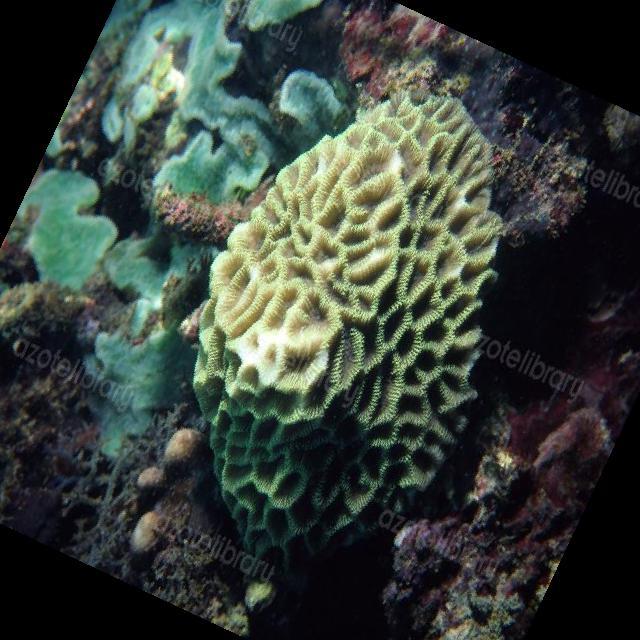 coral Instance Segmentation Dataset by gxu coral