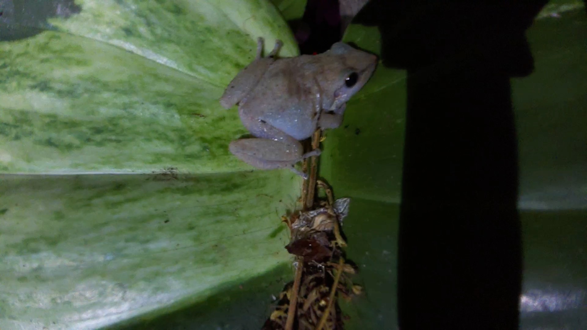 coqui frog Object Detection Dataset by NikkiVision