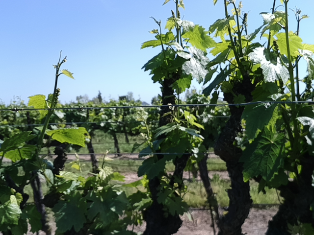 Nighttime Grape Flower Clusters Object Detection Dataset and Pre-Trained Model by Efficient Vineyard