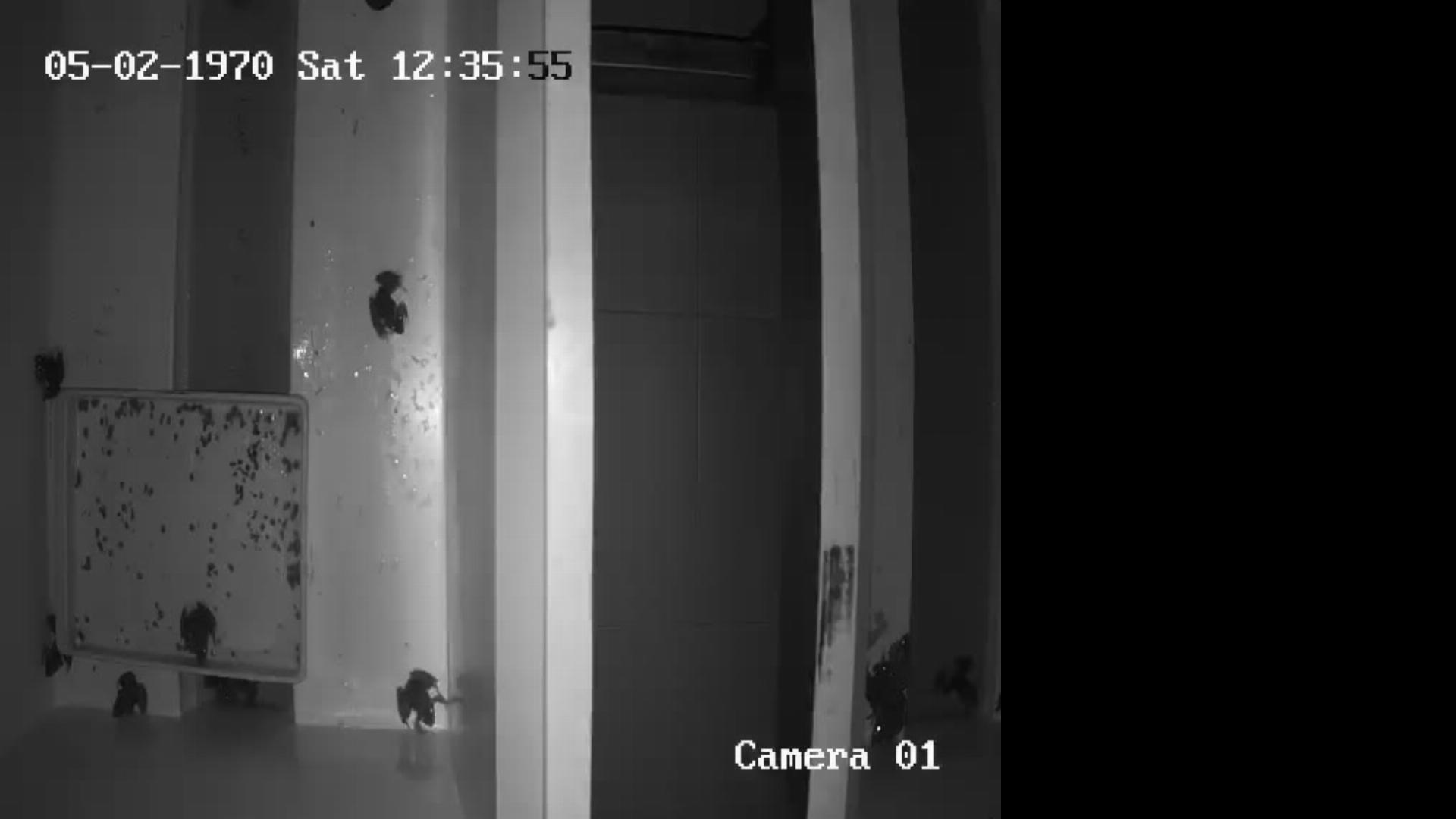 Entrenamiento Object Detection Dataset By Detection