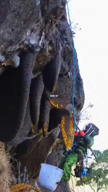 Beehive Object Detection Model by testing