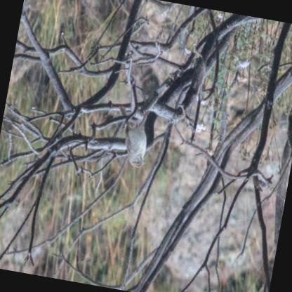 Quelea Detector Object Detection Dataset and Pre-Trained Model by Quelea Infestation Control Device