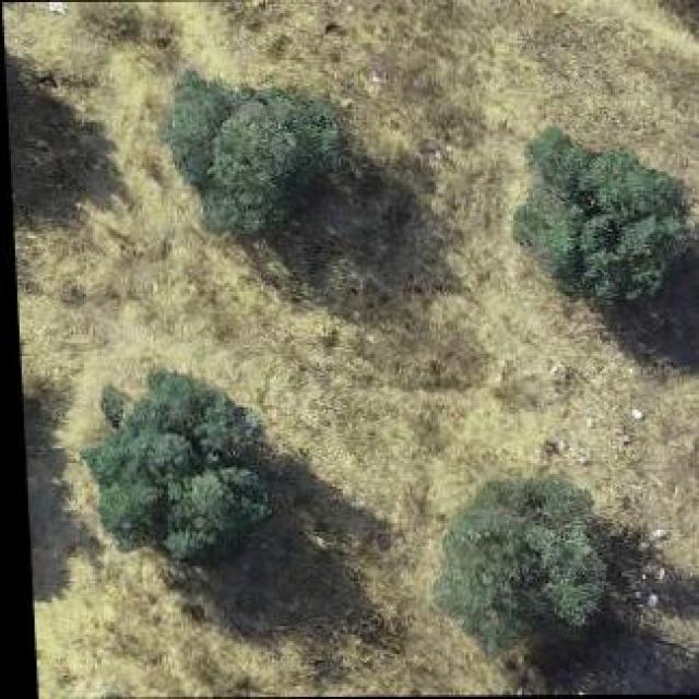 Treedetection Object Detection Dataset By Code Infinity