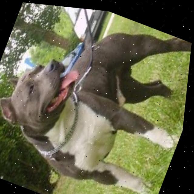 dog object detection Object Detection Dataset by Aarhus University