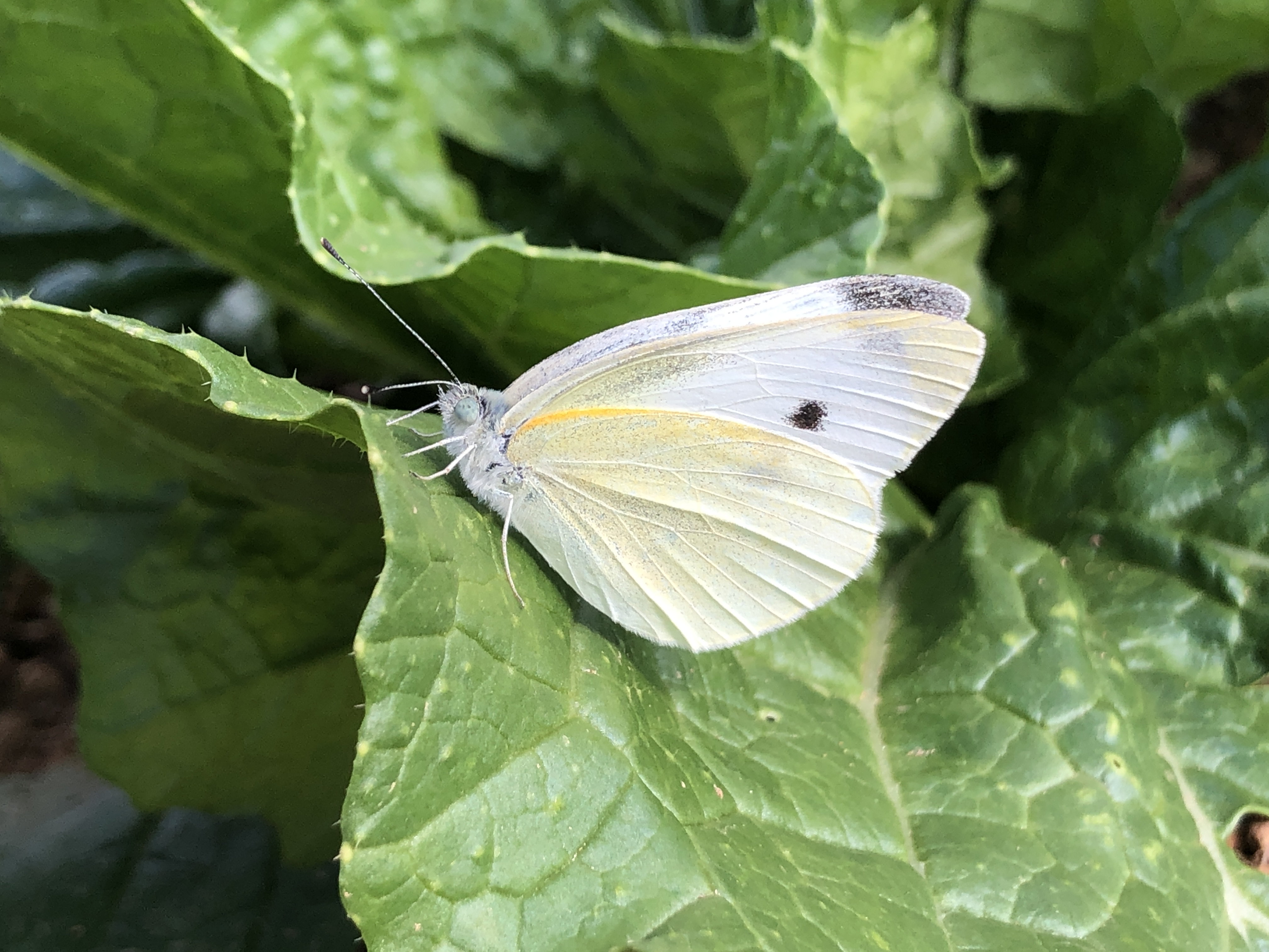 Sejong University Sejong University Dkdl5 Roboflow Universe