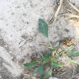 weed detection Object Detection Dataset and Pre-Trained Model by karthikeya