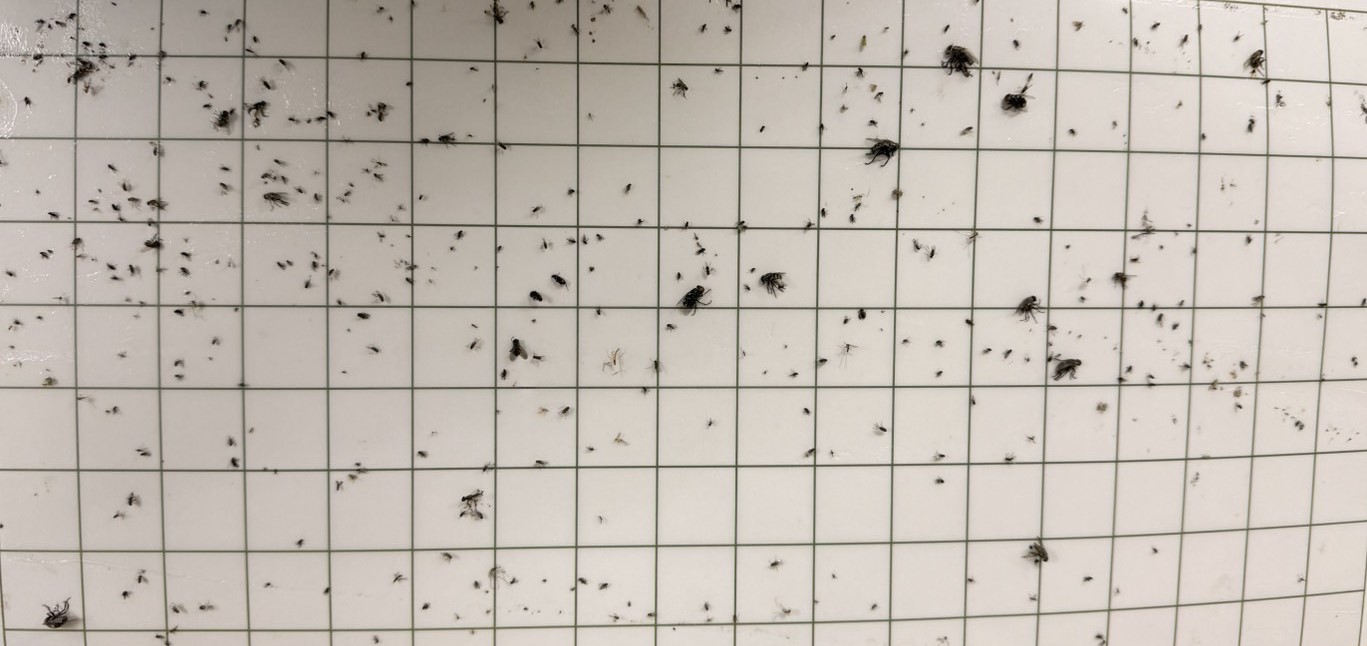 AI-Insect Object Detection Model by AIInsect