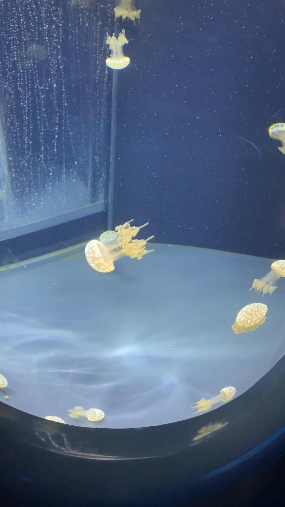 Object Detection Dataset Object Detection Dataset And Pre Trained Model