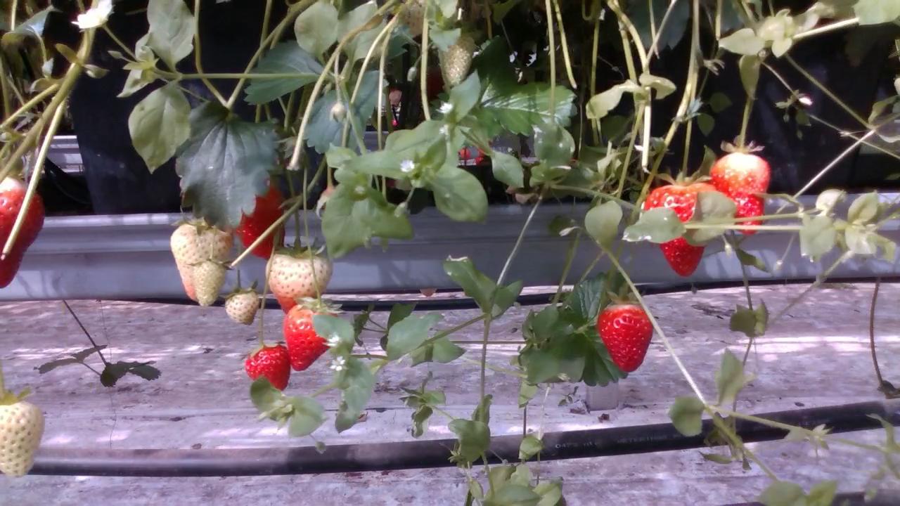 Stoberry Object Detection Dataset by Nugraha Tech