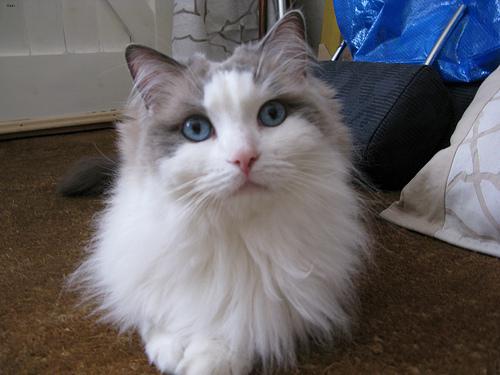 Cats Object Detection Dataset by pristine