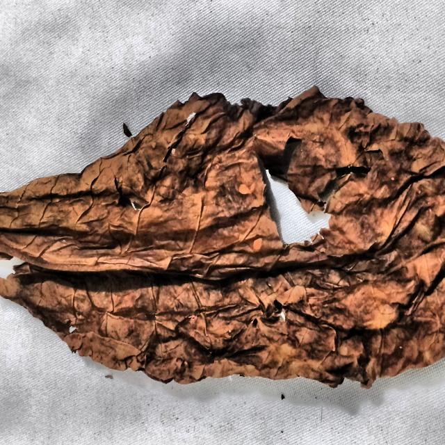 t Classification Dataset by Alma Rose Decasa Alidab