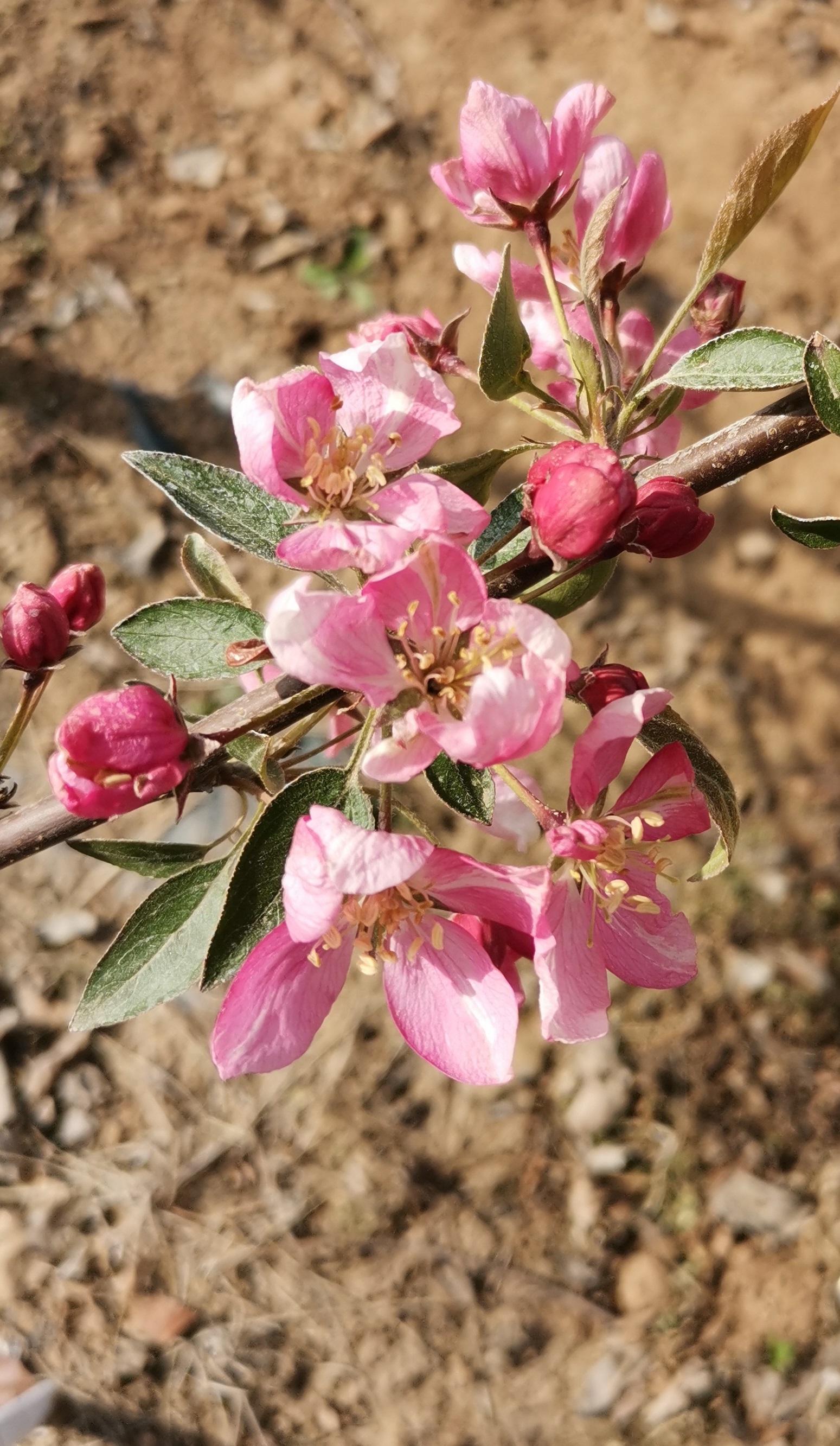 123 Object Detection Dataset and Pre-Trained Model by YOLOV5SFIRE